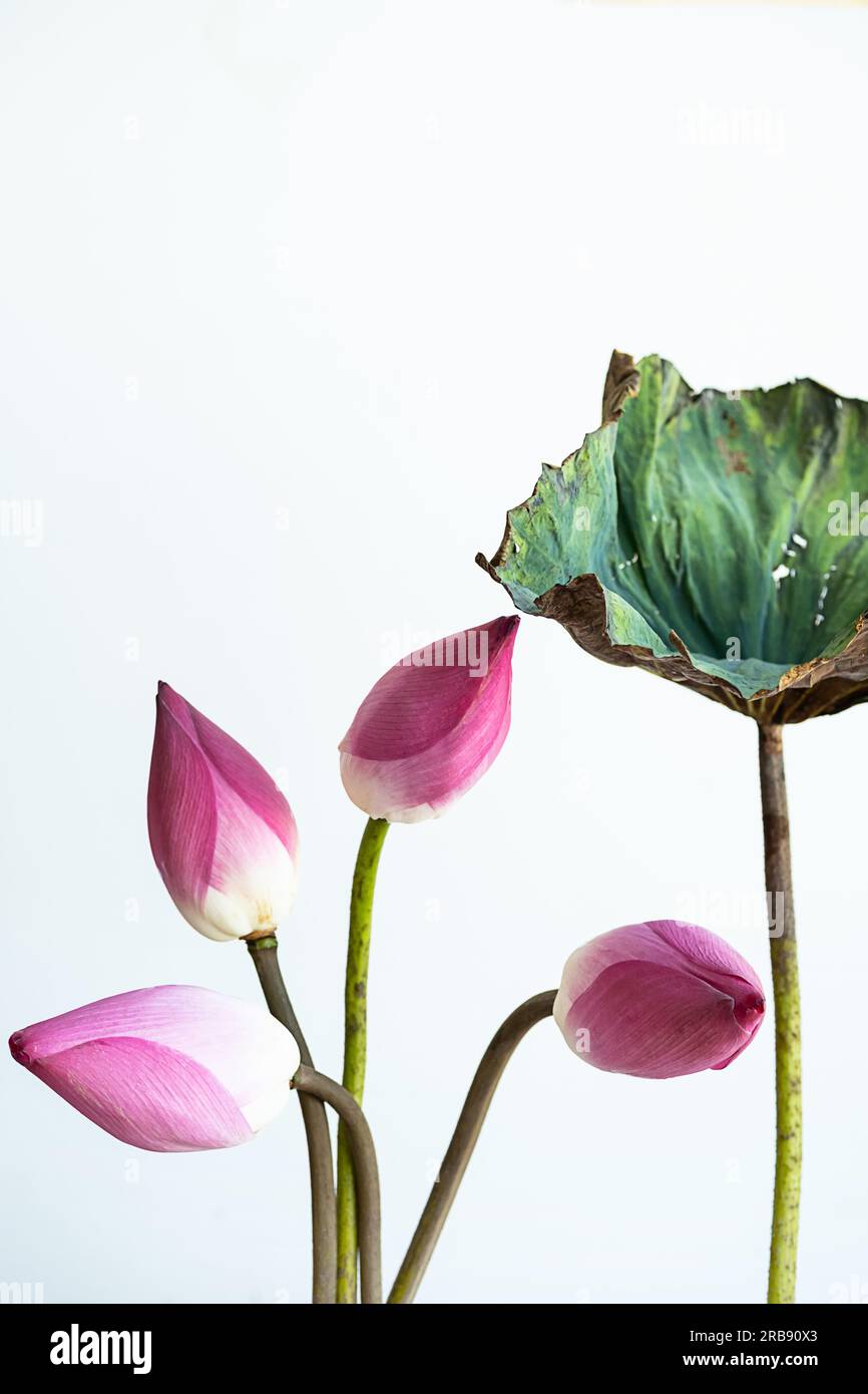 Lotus aesthetic. Flowery poster Stock Photo - Alamy