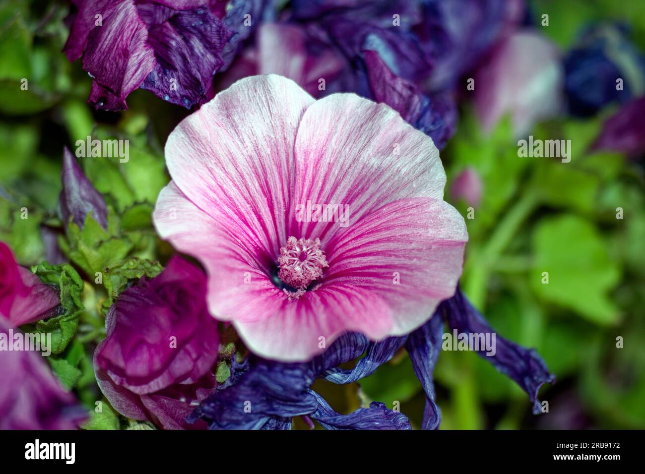 Garden, flowers and blossoms: Isolated single flower of a cup mallow ...