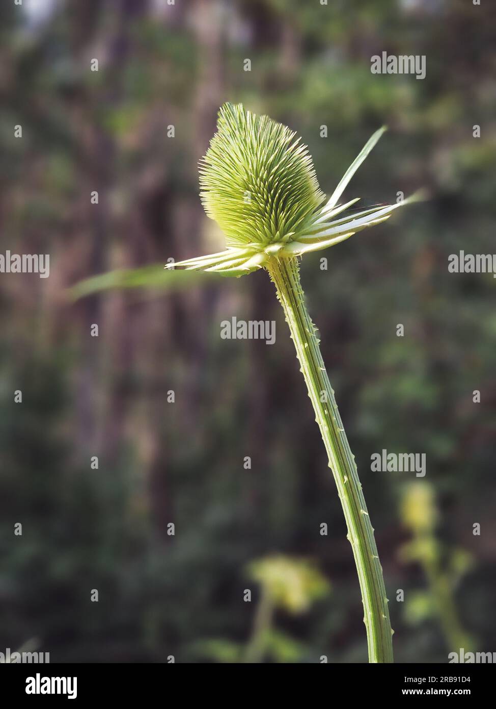Cutleaf teasel hi-res stock photography and images - Alamy