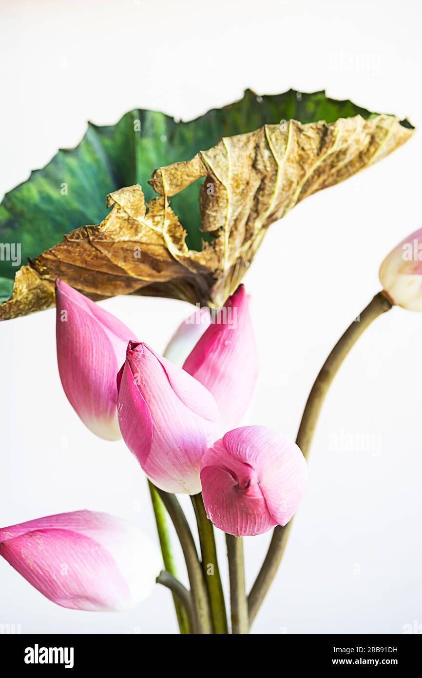 Lotus aesthetic. Flowery poster Stock Photo - Alamy