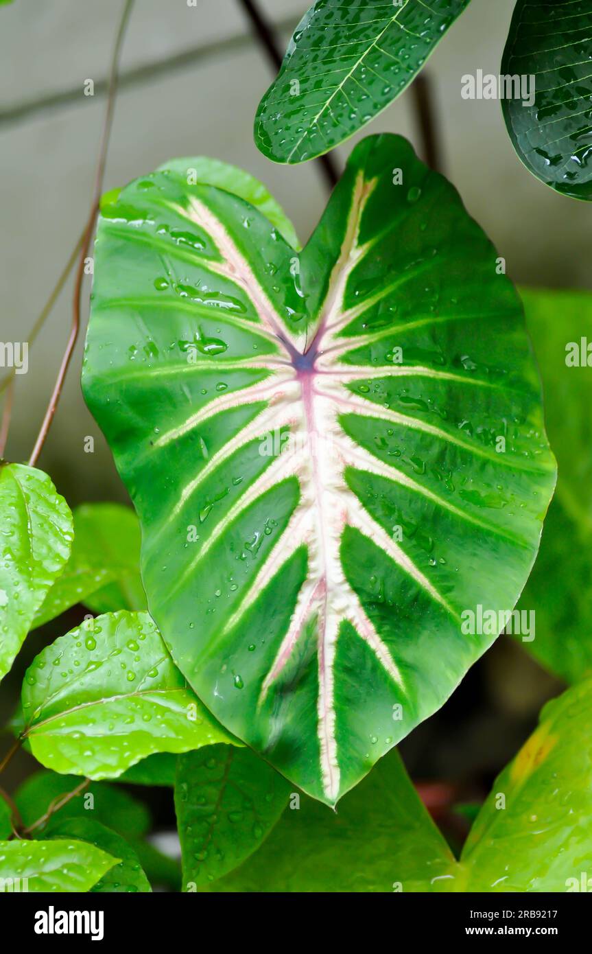 Colocasia , Colocasia esculenta Light Pillar or Colocasia variegated ...