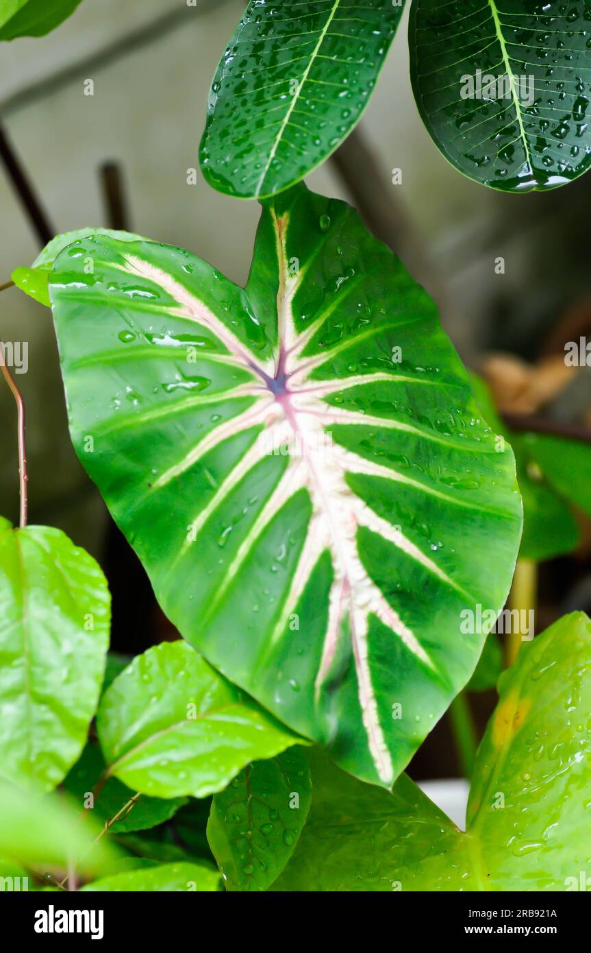 Colocasia esculenta light pillar hi-res stock photography and images ...
