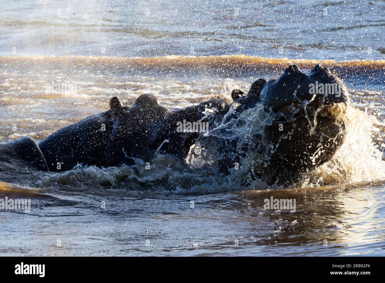 A dominant bull Hippo chases a subordinate out of his territories ...