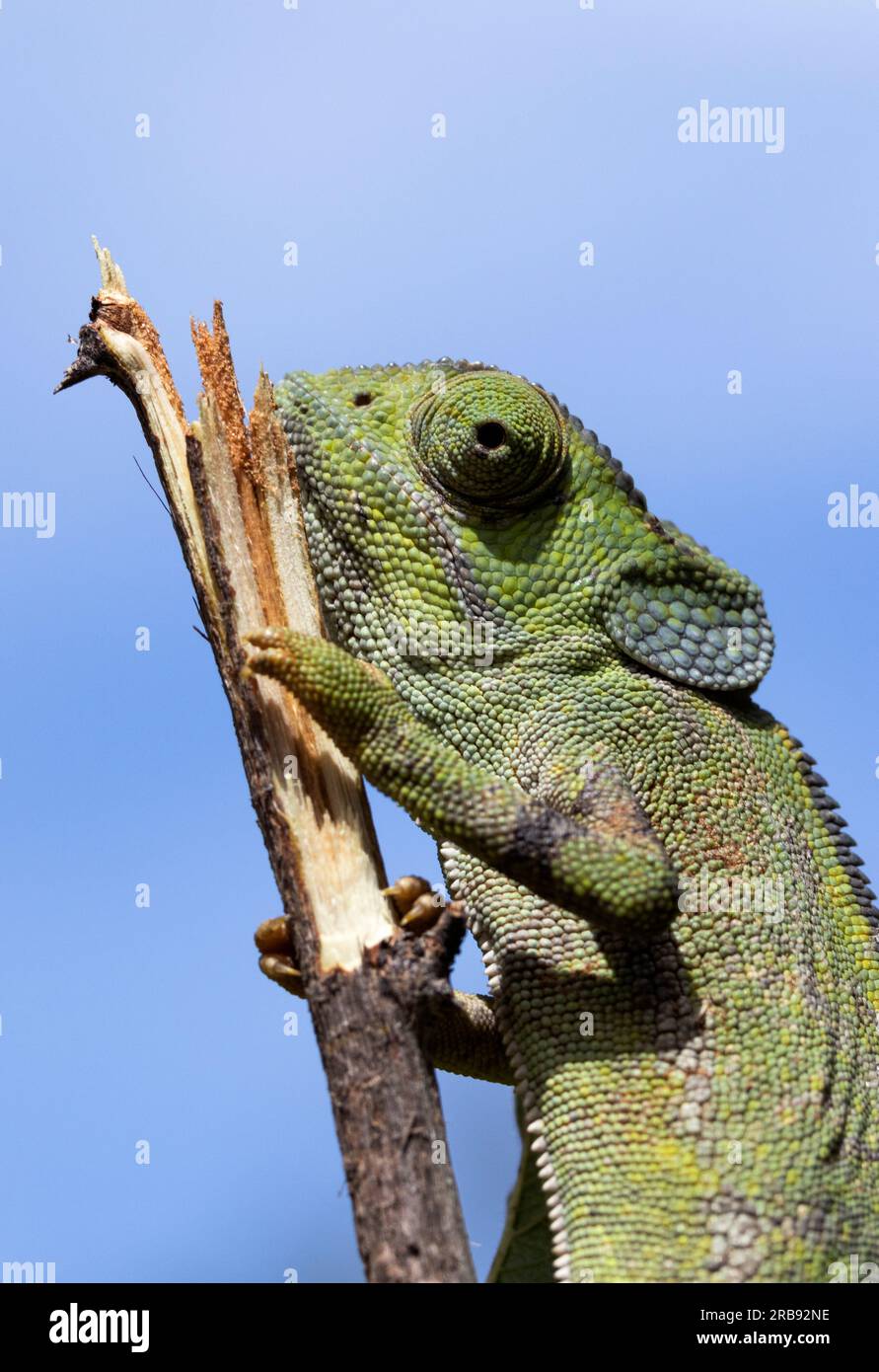 Chameleon Movie 2011