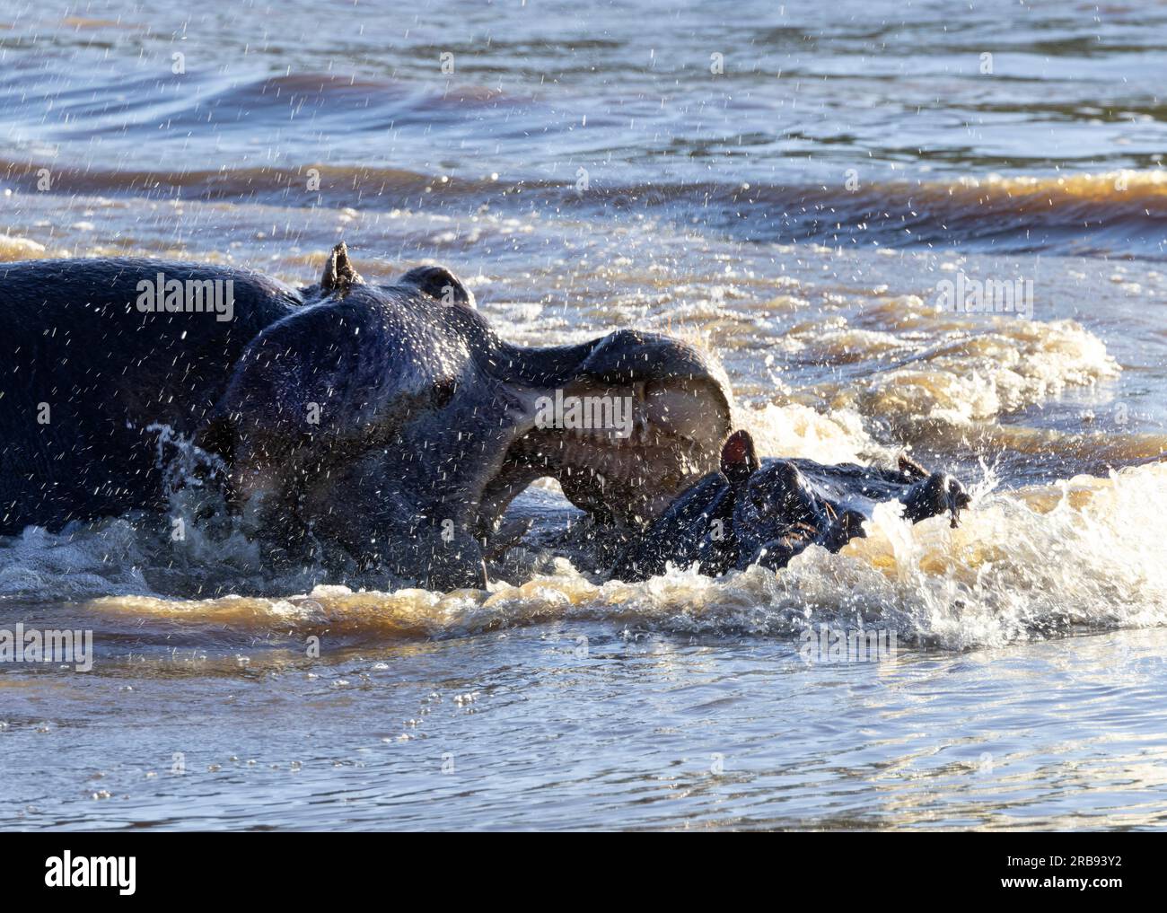 Hippos use their fearsome array of teeth to inflict serious, and ...