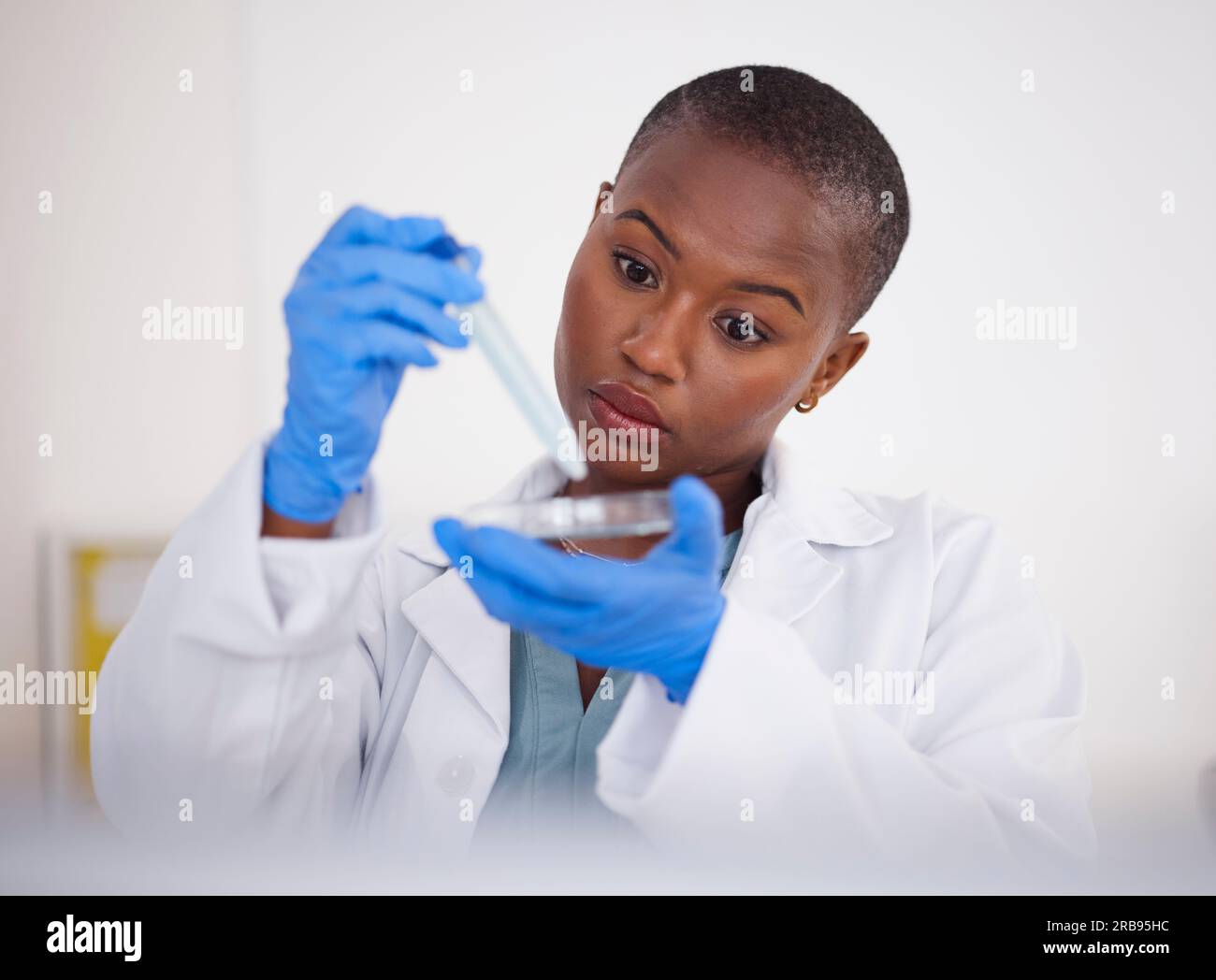 Hands, petri dish and black woman scientist with DNA sample, science experiment and medical ...