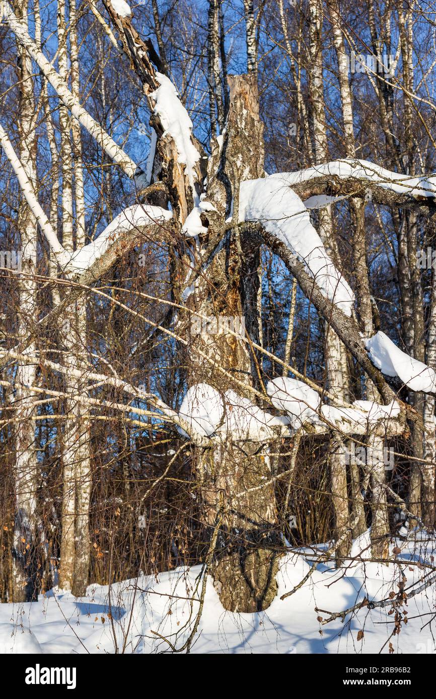 Old crooked birch covered with snow in winter Stock Photo - Alamy