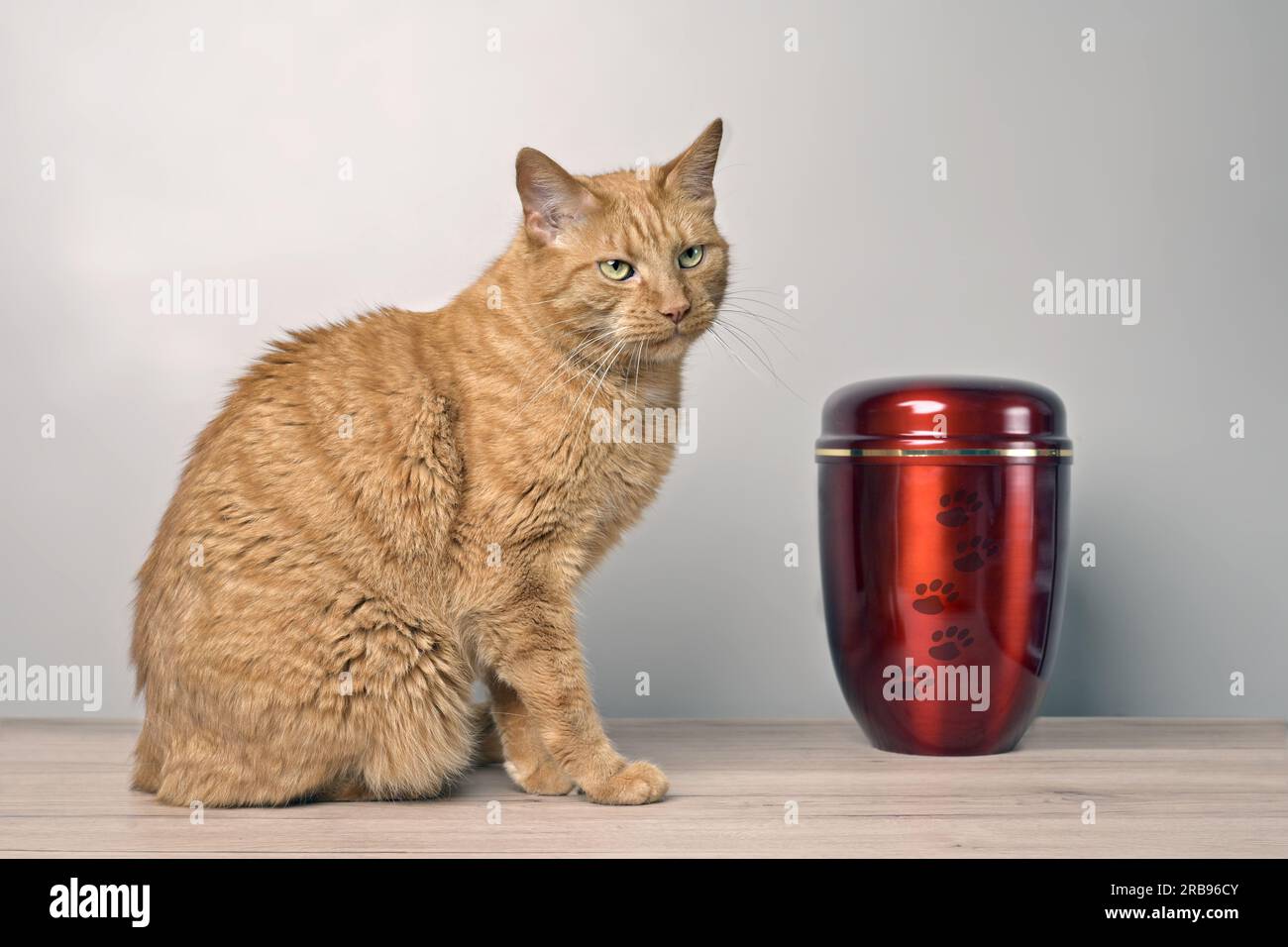 In remembrance of a pet. Tabby cat sits near an pet urn and mourns ...
