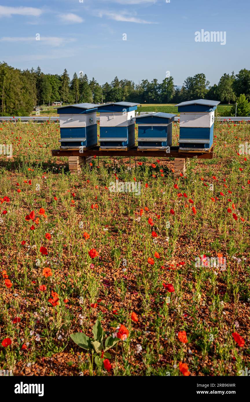 Hives of bees in the apiary with flowers. Wooden blue and white ...