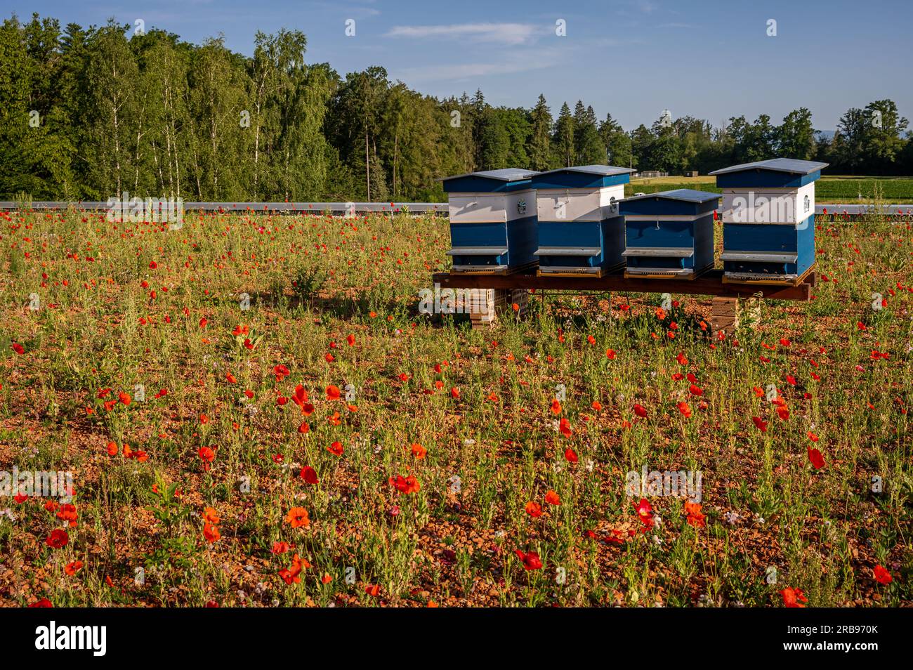 Hives of bees in the apiary with flowers. Wooden blue and white ...