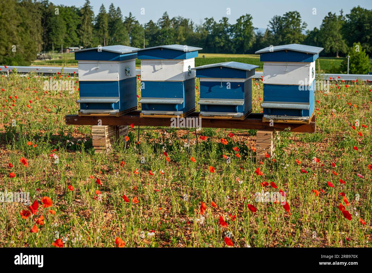 Hives of bees in the apiary with flowers. Wooden blue and white ...