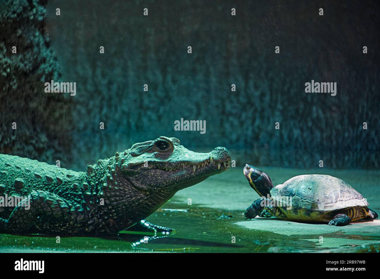 Encounter of a dwarf crocodile and a sea turtle against a dark ...