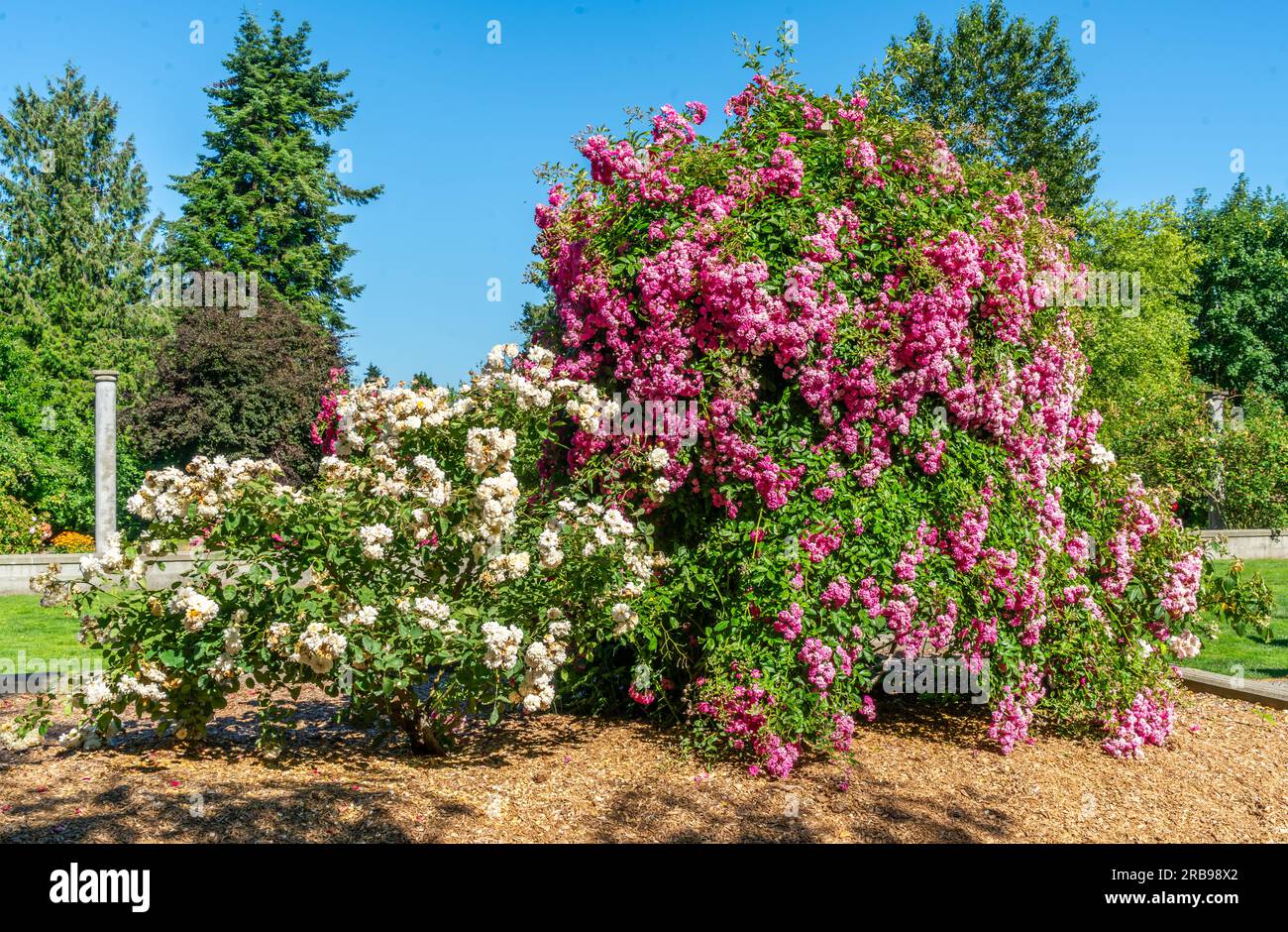 Large blooming flower bushes in a a garden in Seatac, Washington Stock ...
