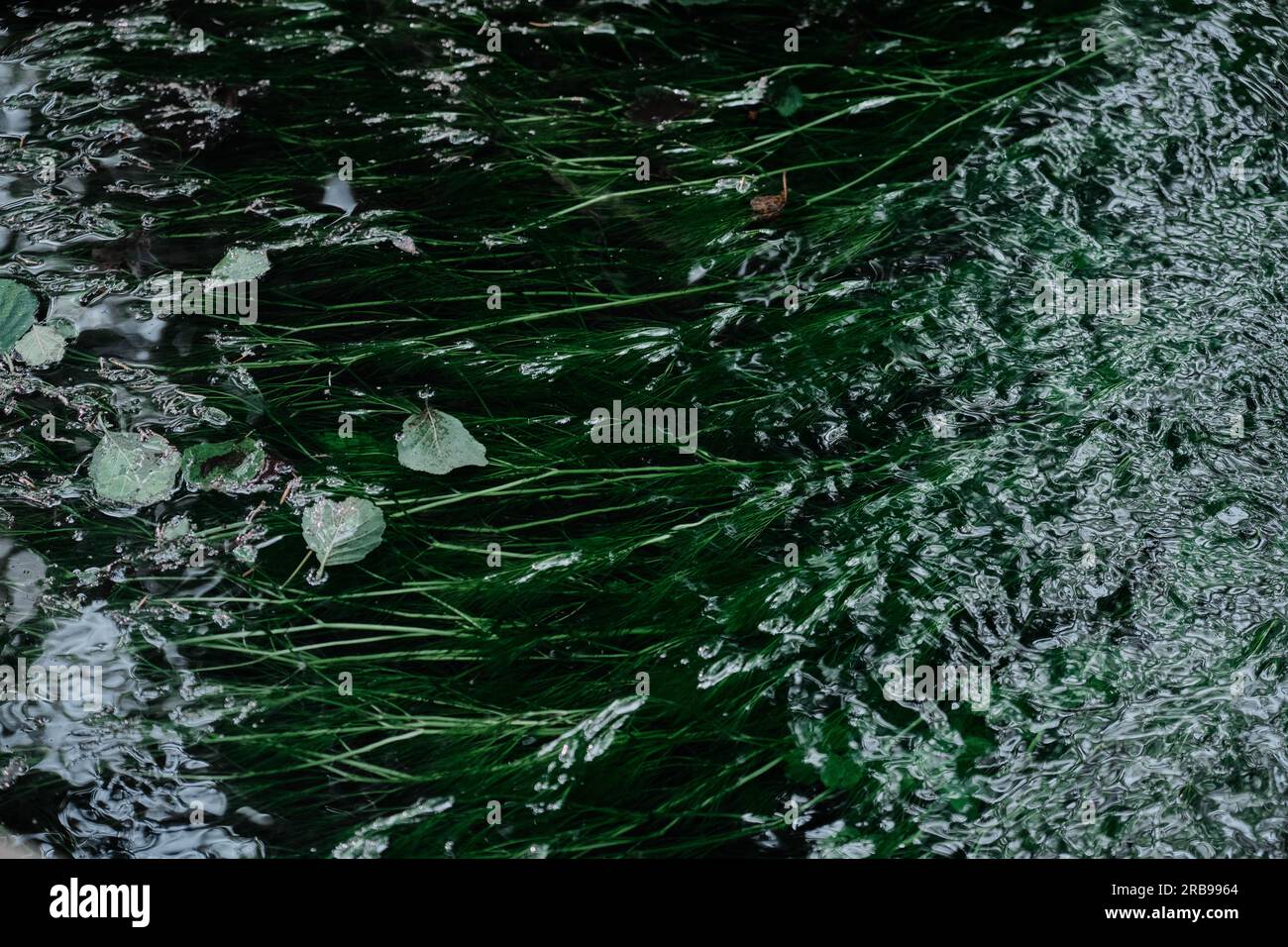 Green seaweed under clear water surface stream in the middle of the ...