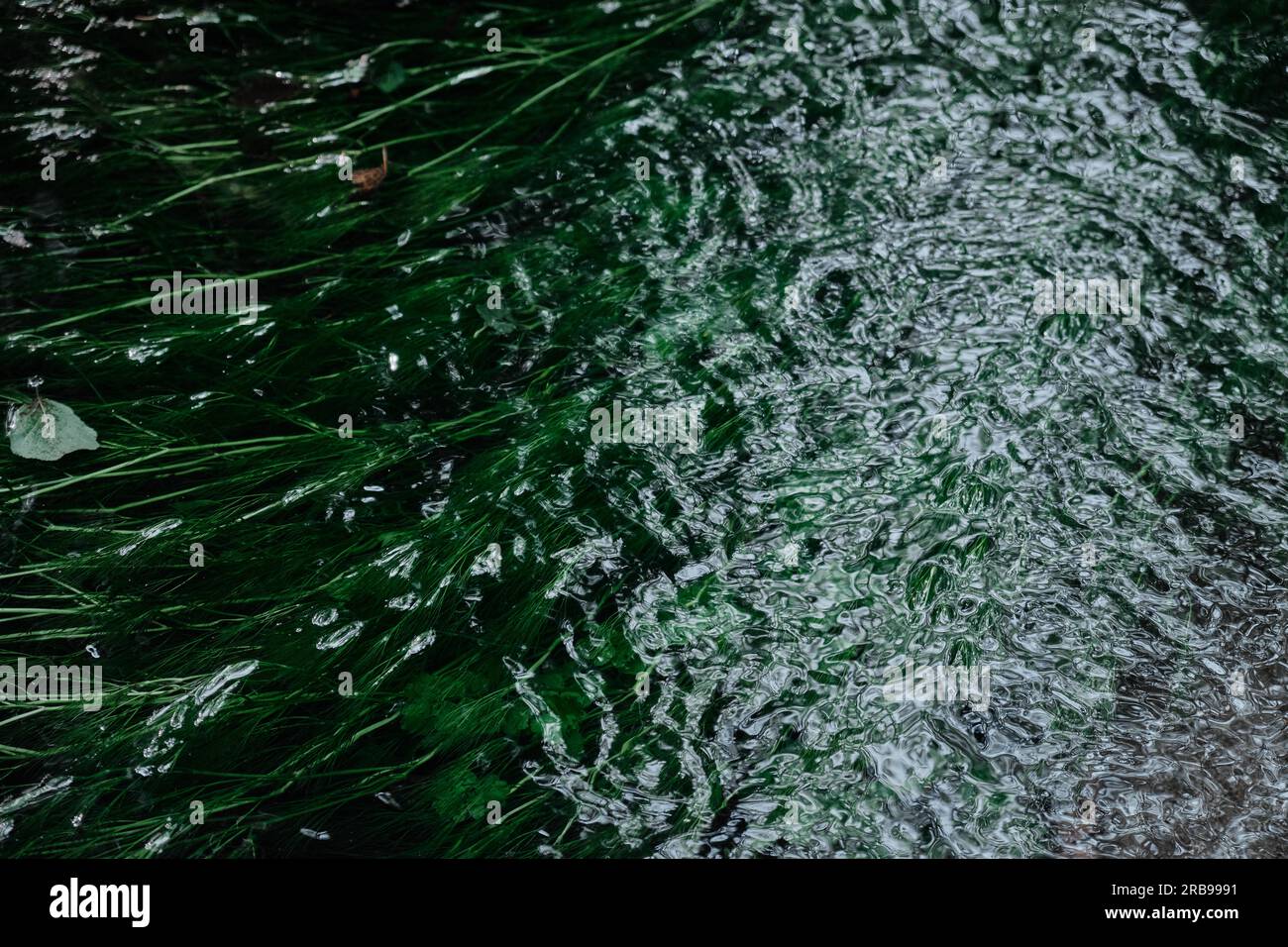 Green seaweed under clear water surface stream in the middle of the ...