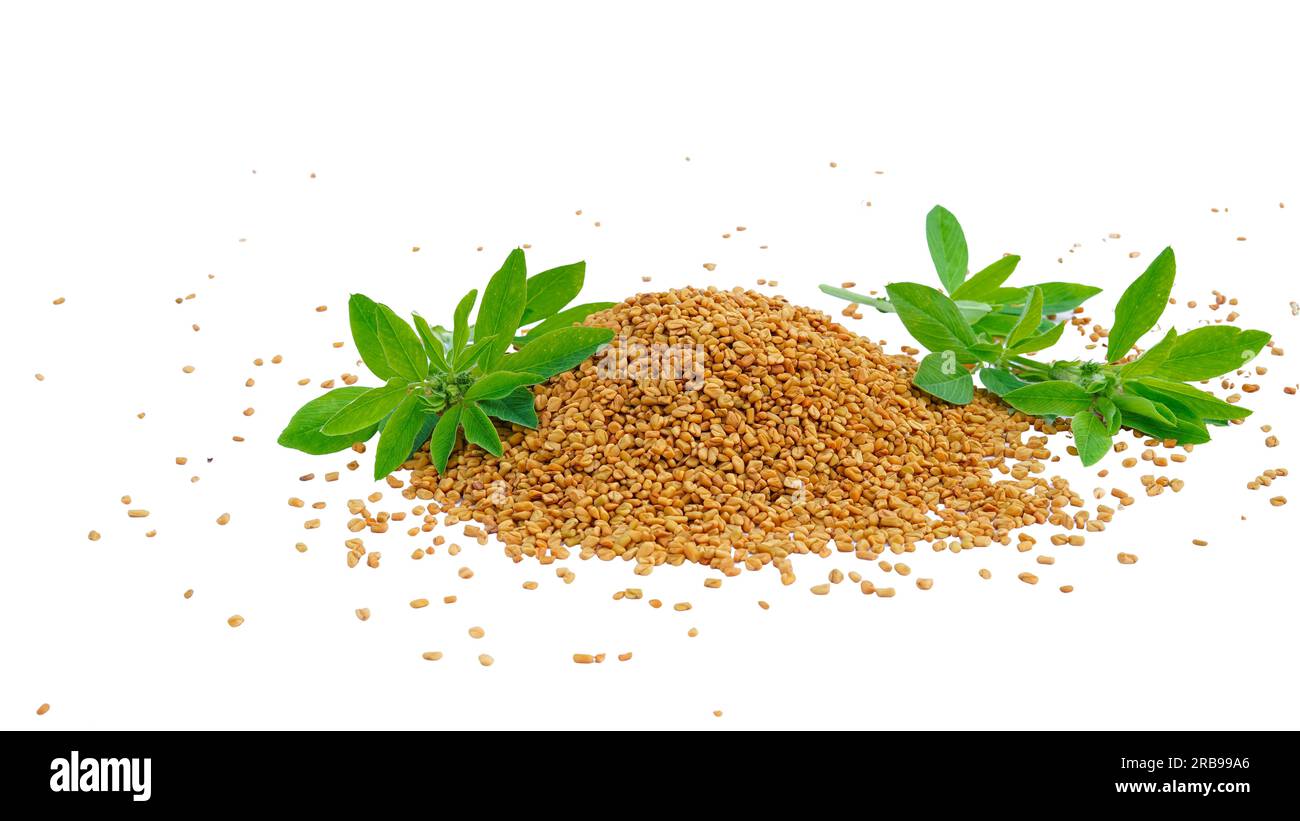 Fenugreek seeds in bowl with fresh leaves isolated on white background ...