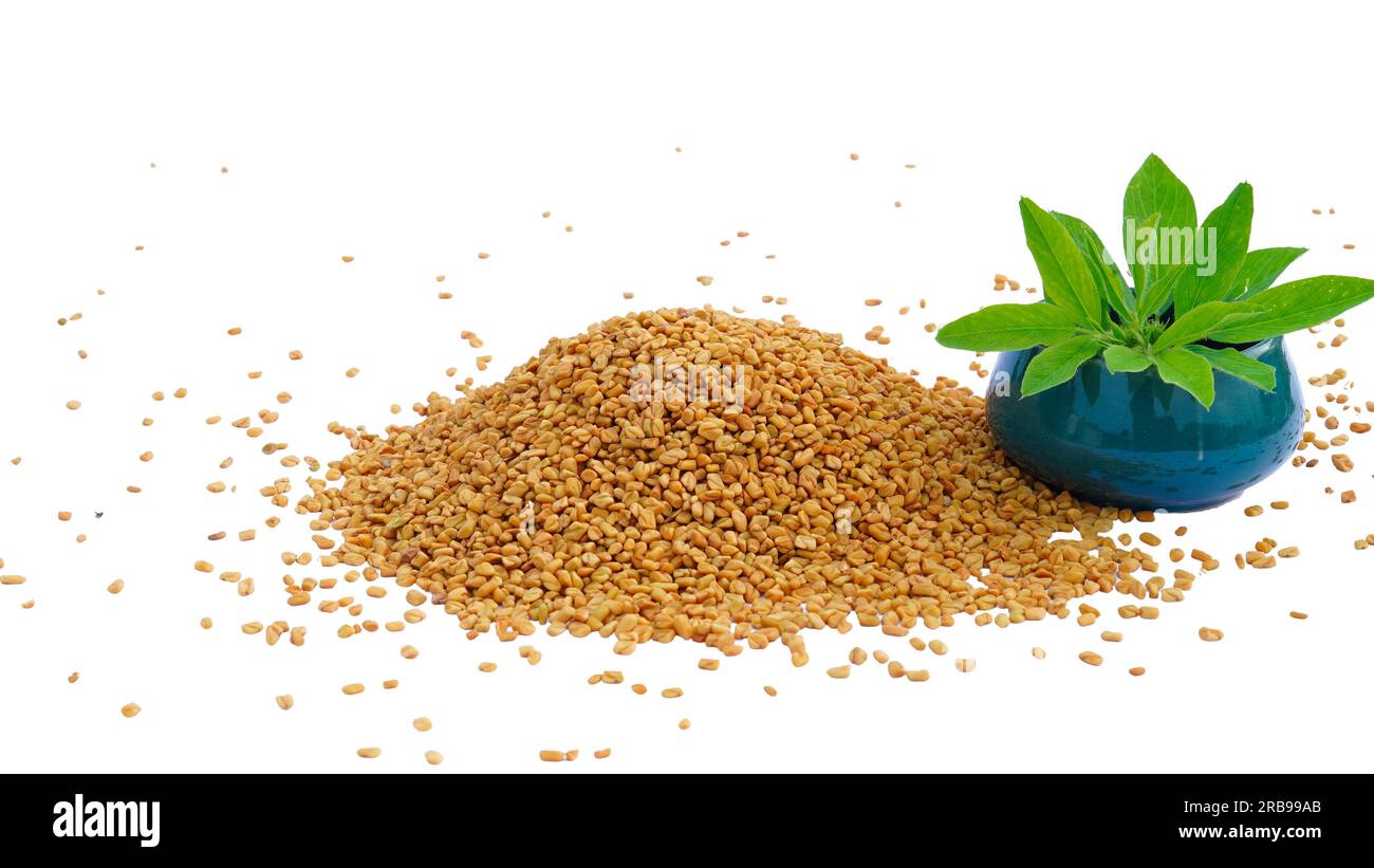 Fenugreek leaves with seeds in a bowl. Fenugreek Seeds have medicinal ...