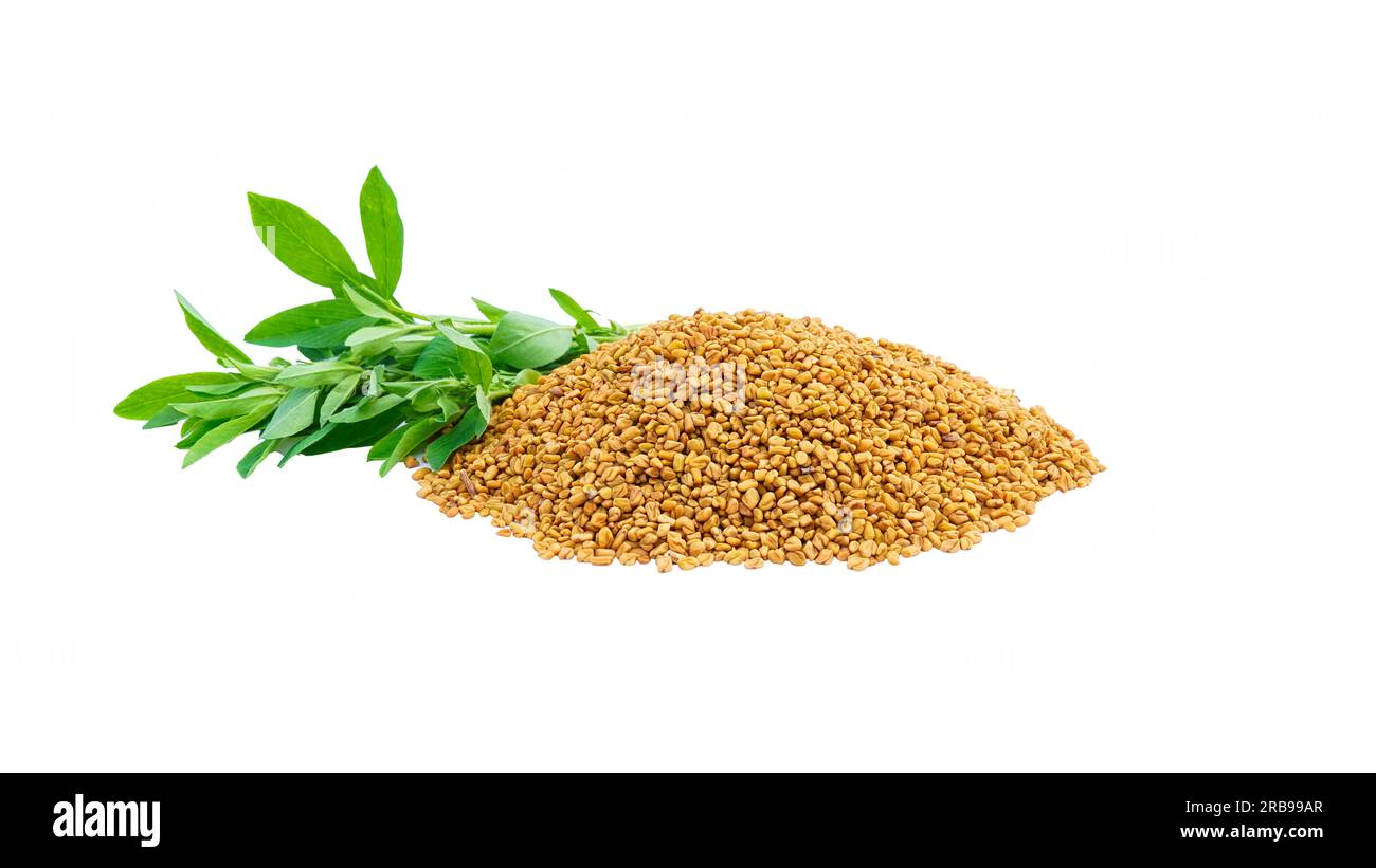 Methi or fenugreek seeds with methi leaves.Methi seeds is good for ...