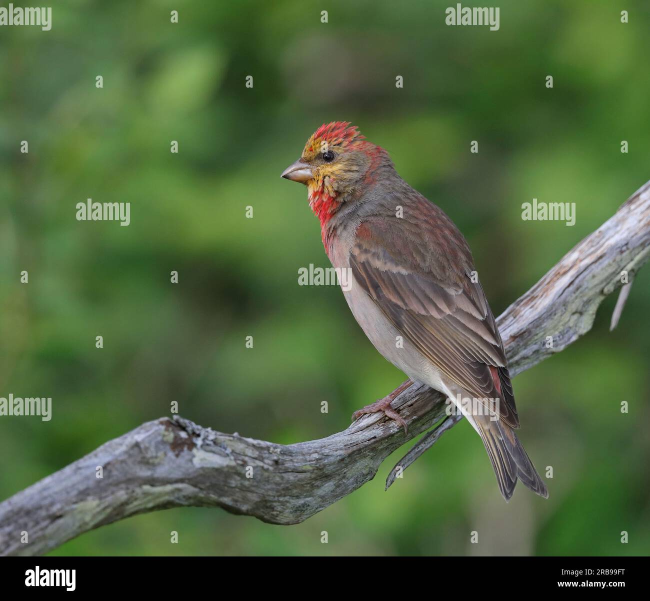 Rosenfink hi-res stock photography and images - Alamy