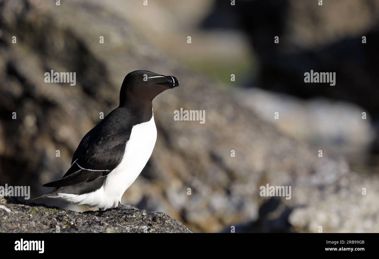Lesser auk, resting on rock in Baltic sea Stock Photo - Alamy
