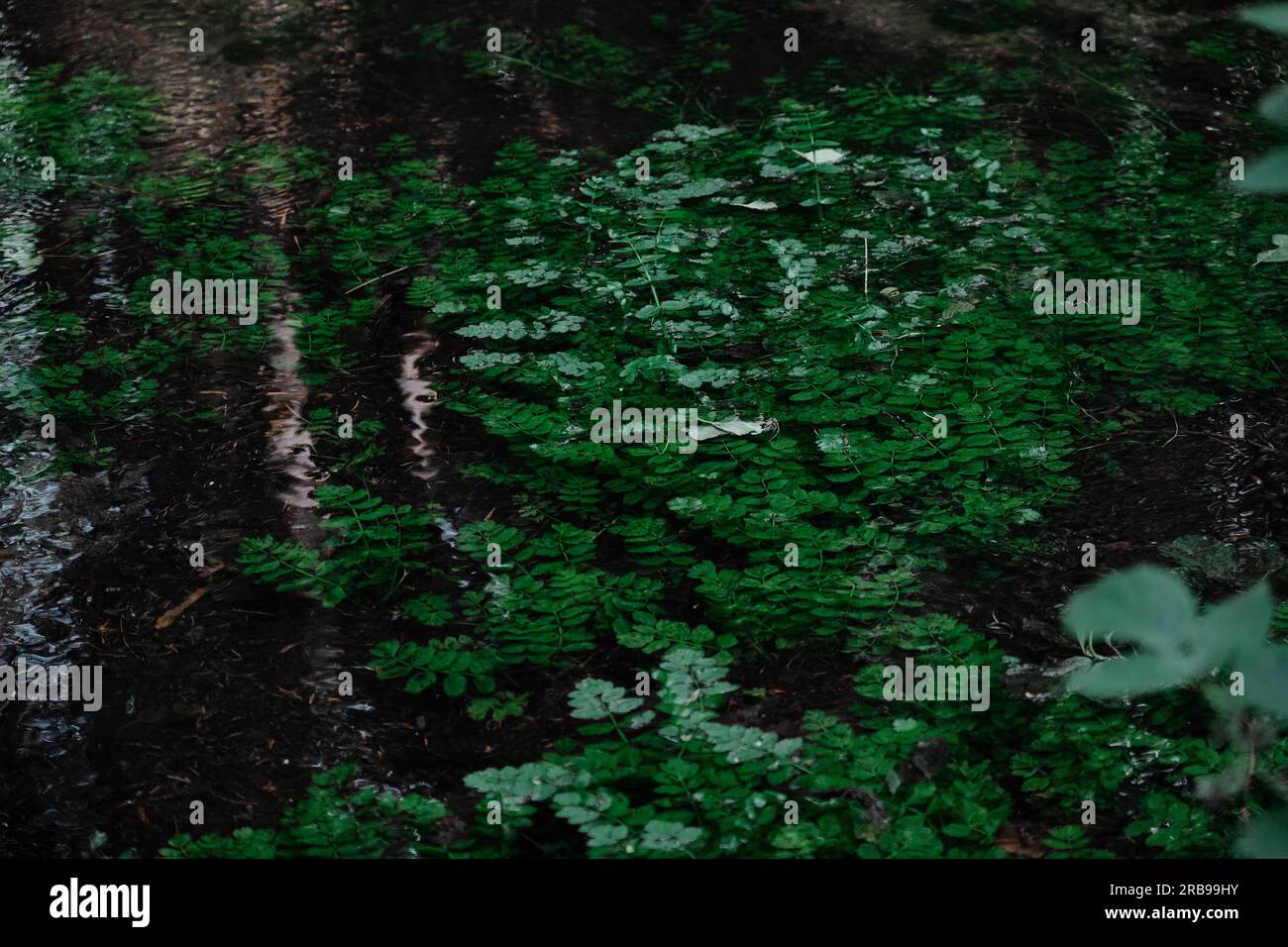 Green seaweed under clear water surface stream in the middle of the ...