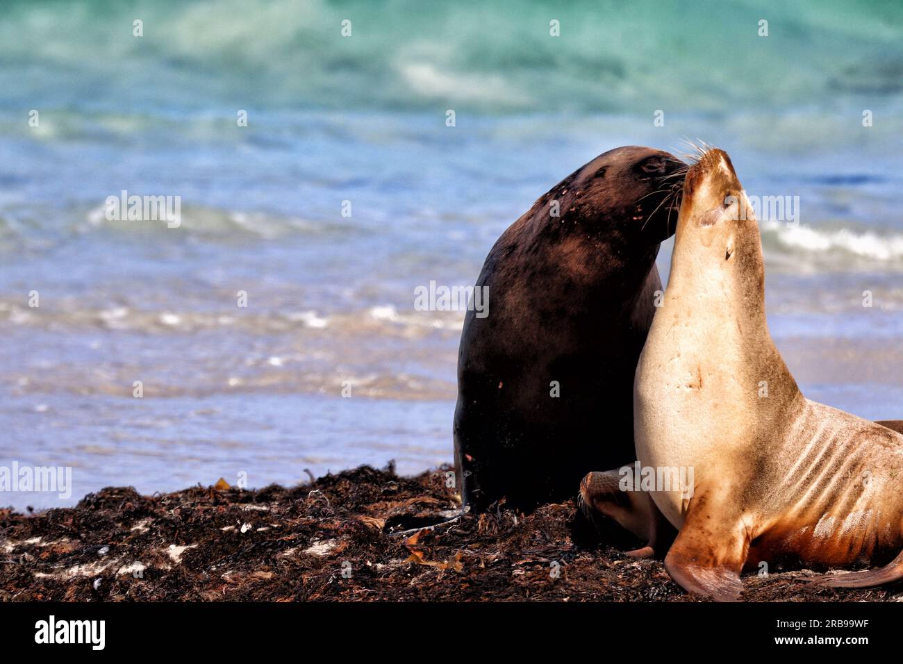 Amazing travel around fantastic places of the land down under ...