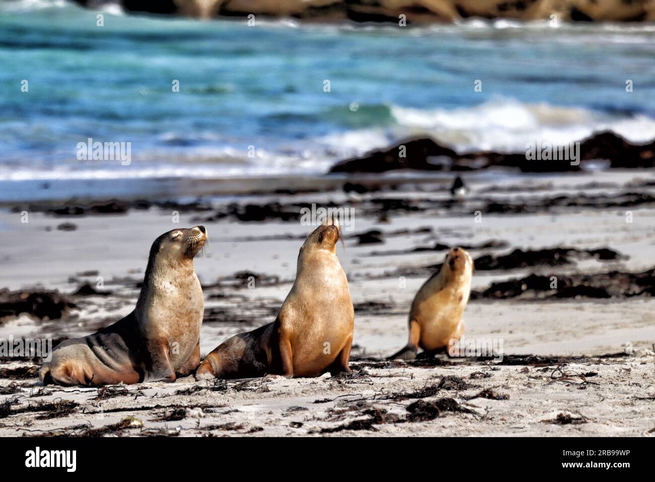 Amazing travel around fantastic places of the land down under ...