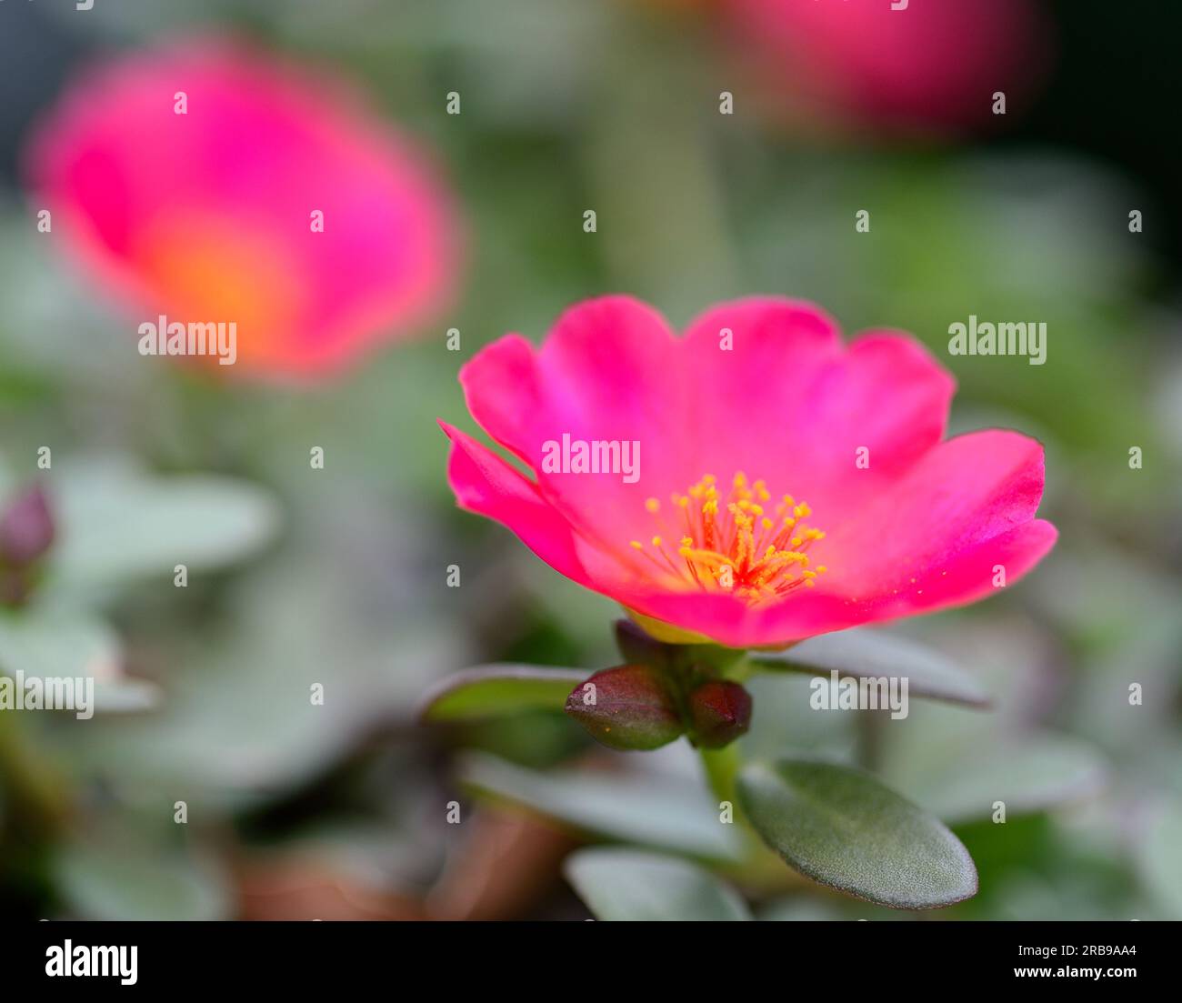Pink moss rose hi-res stock photography and images - Alamy
