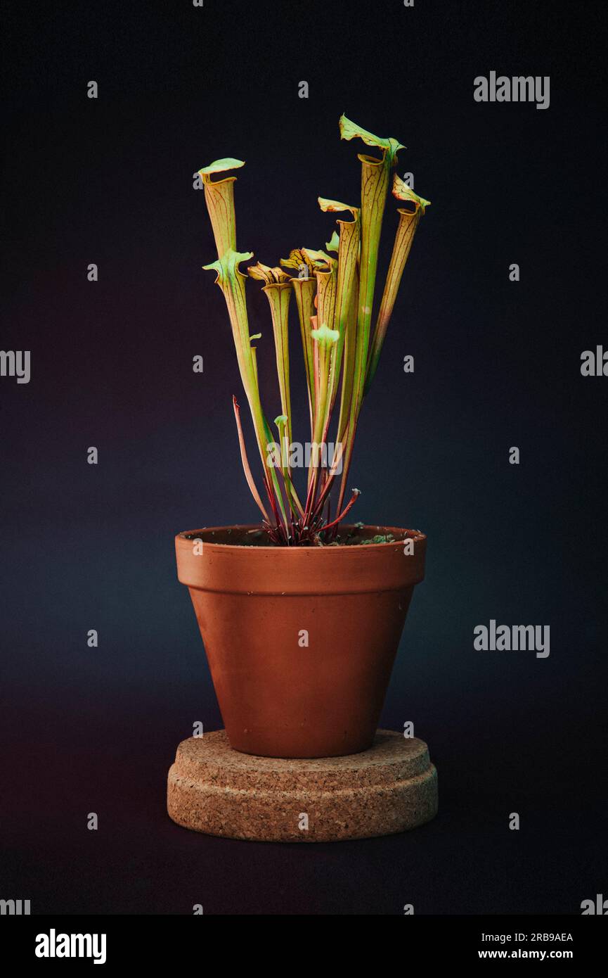 Carnivorous pitcher plant in pot hi-res stock photography and images ...