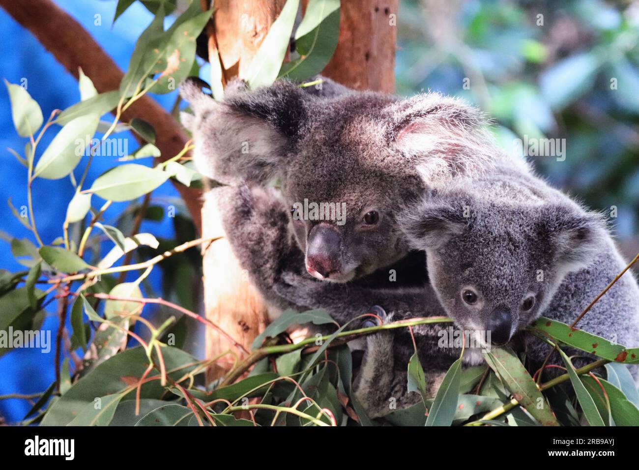 Amazing travel around fantastic places of the land down under ...