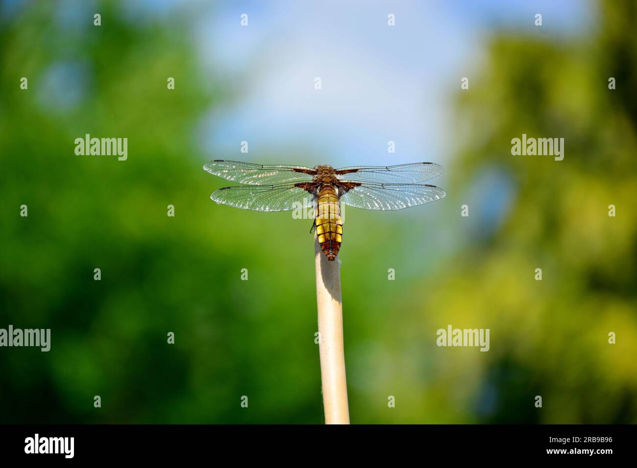 Insects flowers dragonfly hi-res stock photography and images - Alamy