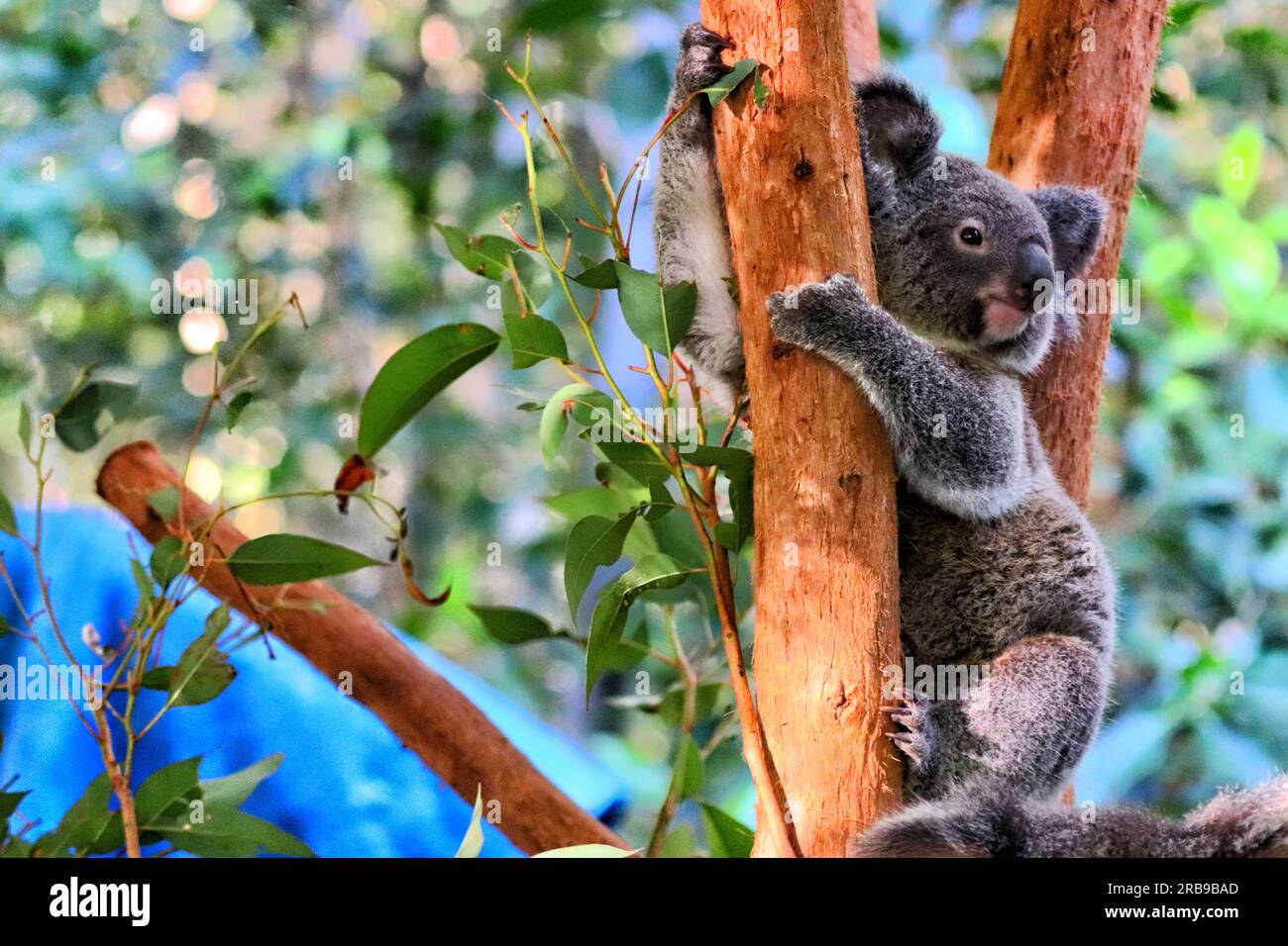 Amazing travel around fantastic places of the land down under ...