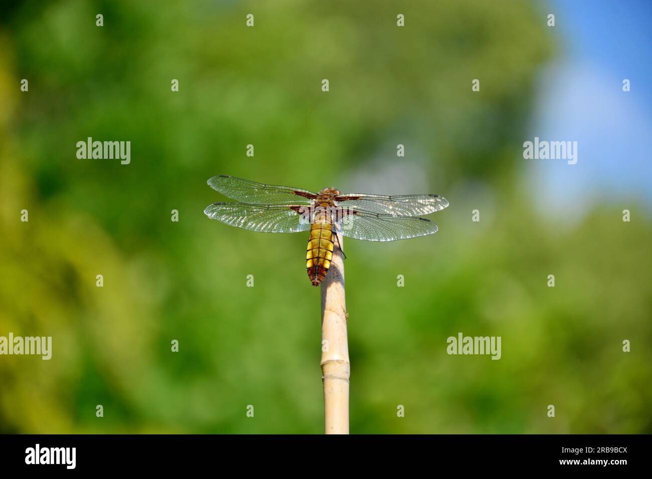 Lake full dragonflies hi-res stock photography and images - Alamy