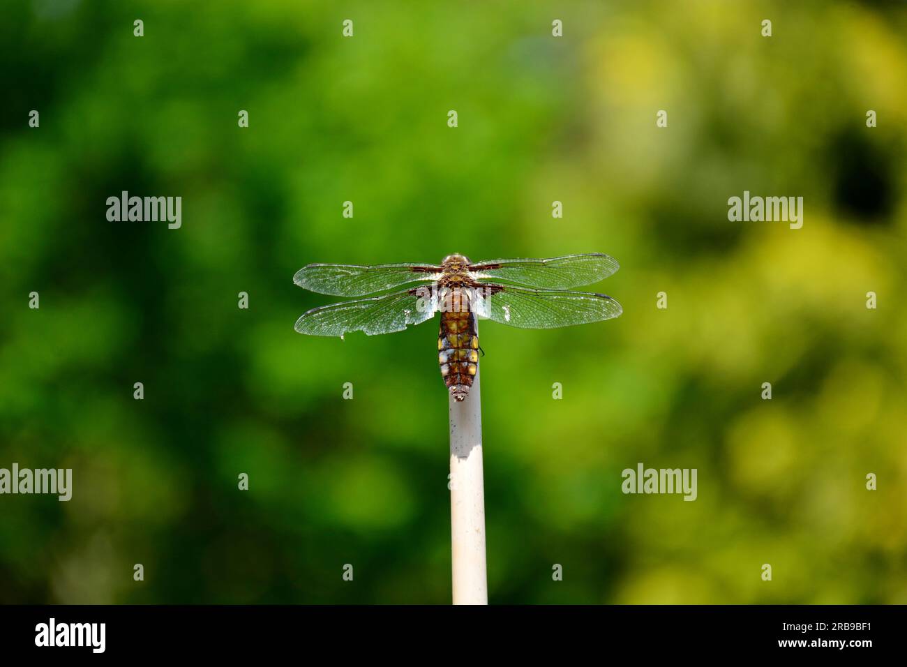 Orange tail dragonfly hi-res stock photography and images - Alamy