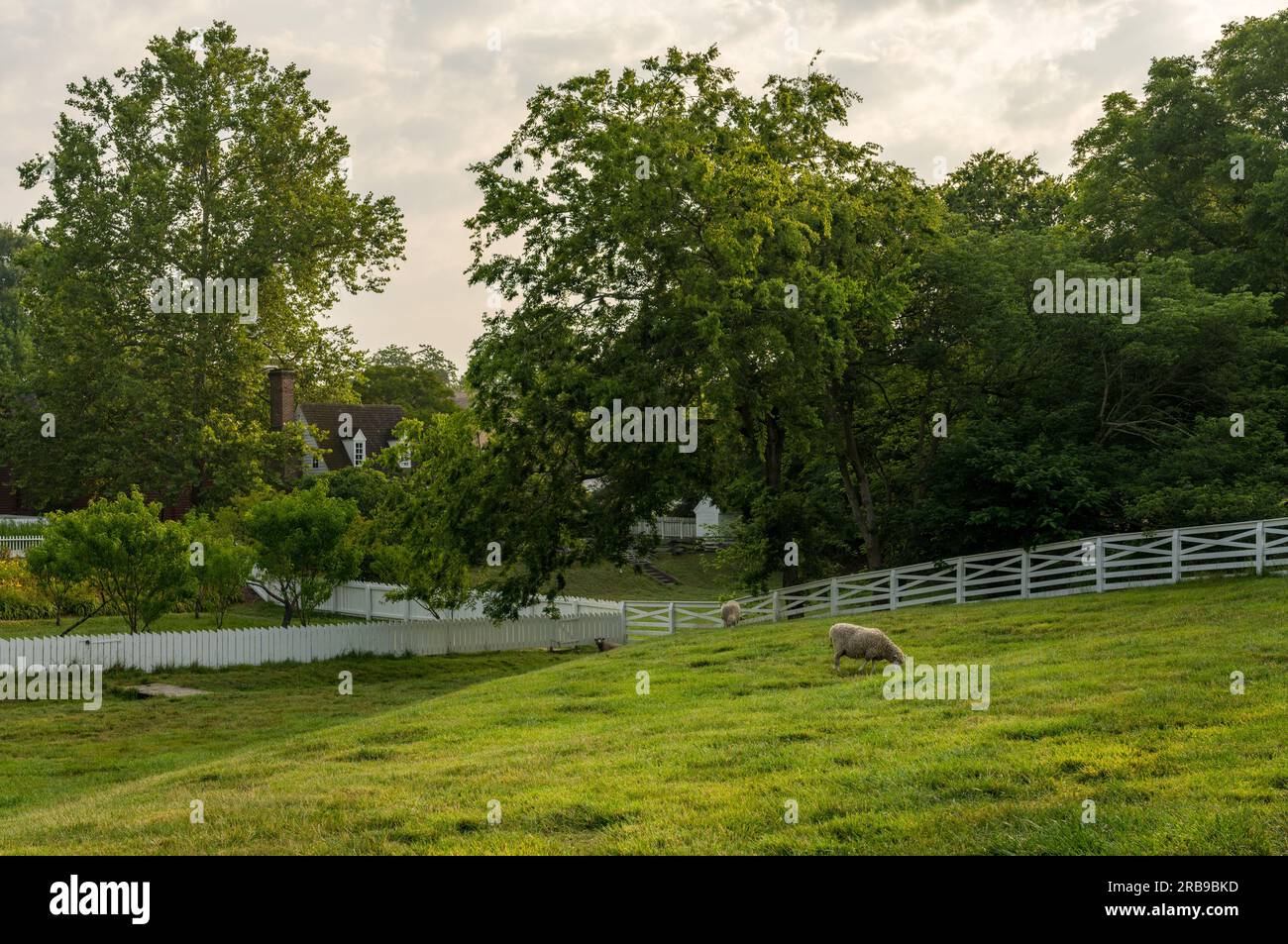 Williamsburg virginia farm sheep hi-res stock photography and images ...