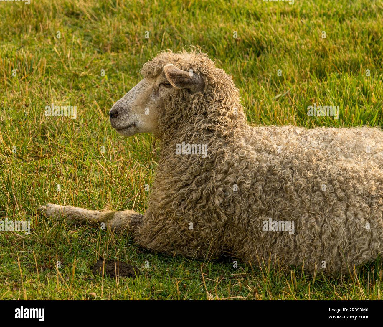 Sheep resting in traditional white fenced meadow in Williamsburg ...