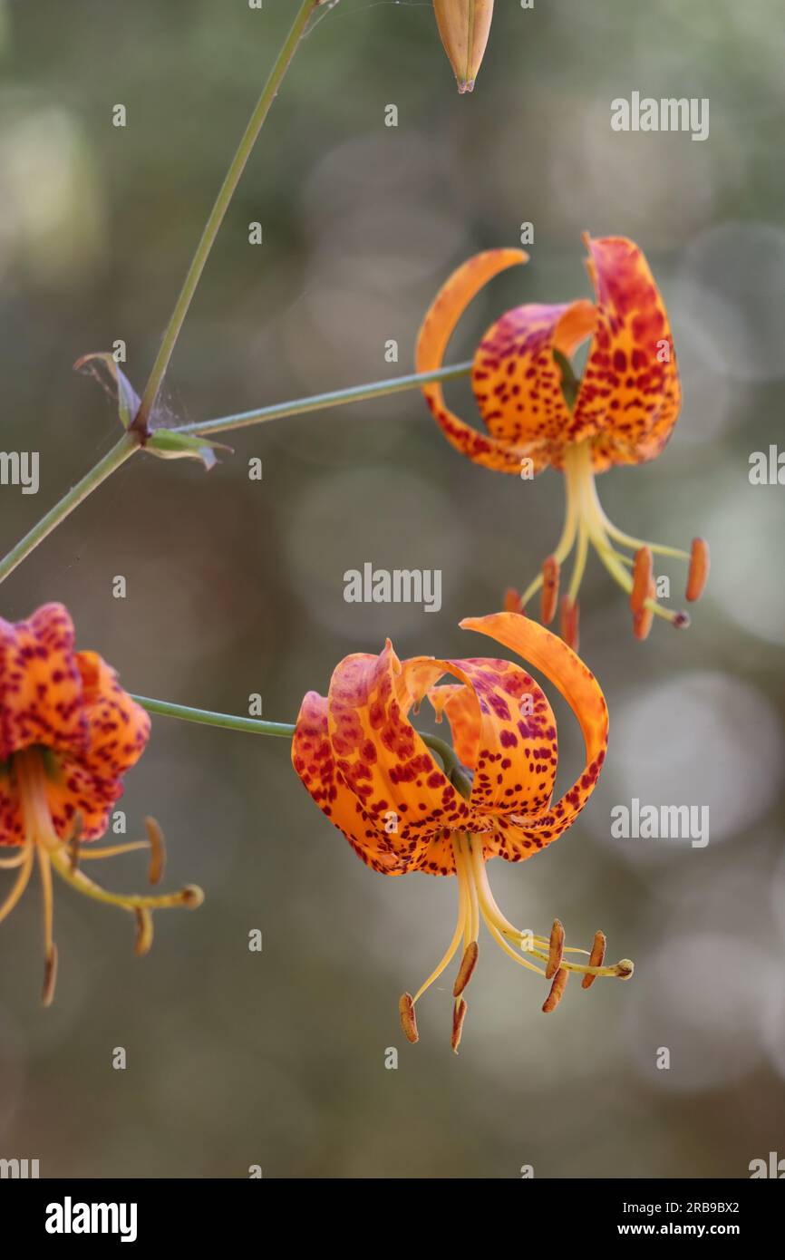 Humboldt Spotted Lily, Lilium Humboldtii Subspecies Ocellatum, a native ...