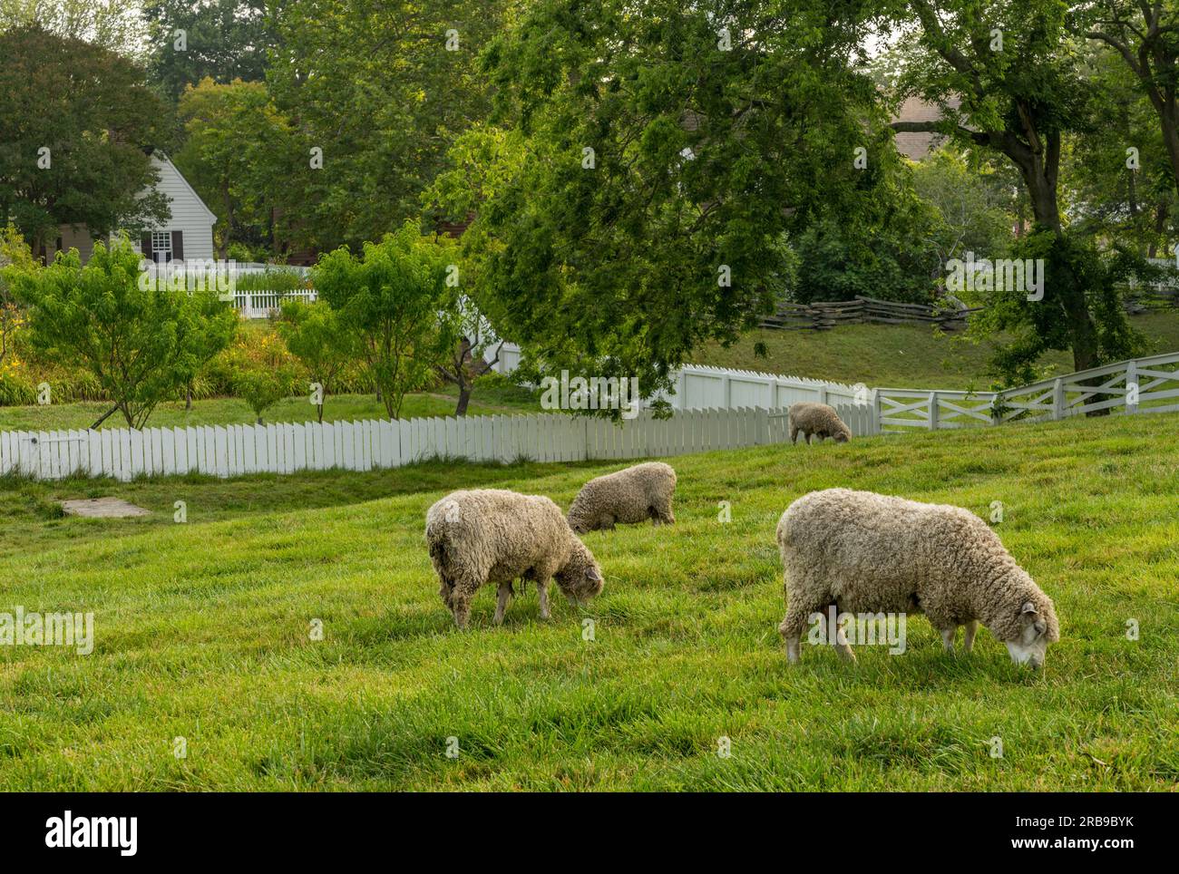 Williamsburg virginia farm sheep hi-res stock photography and images ...