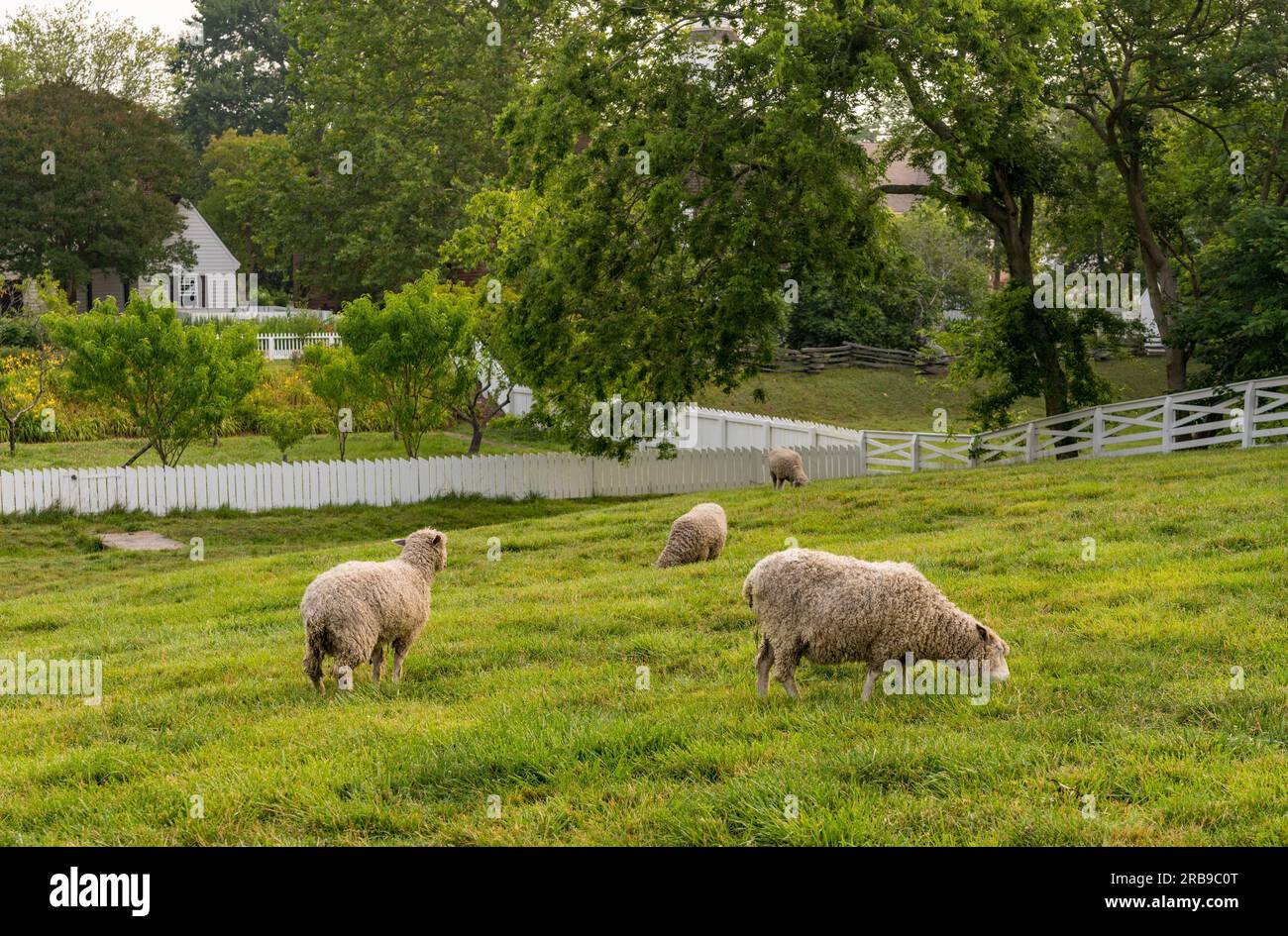 Williamsburg virginia farm sheep hi-res stock photography and images ...
