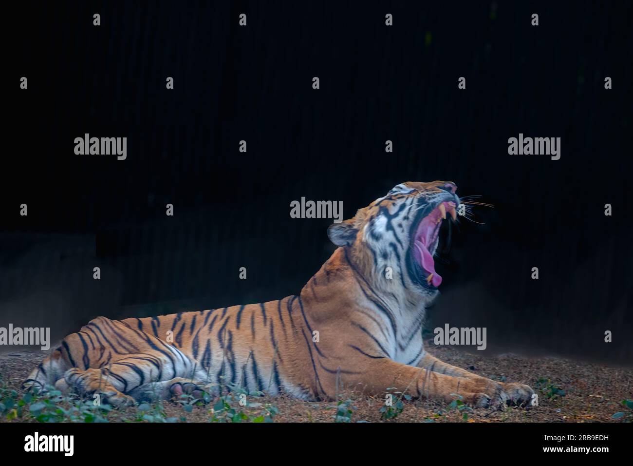 Sad looking tiger hi-res stock photography and images - Alamy