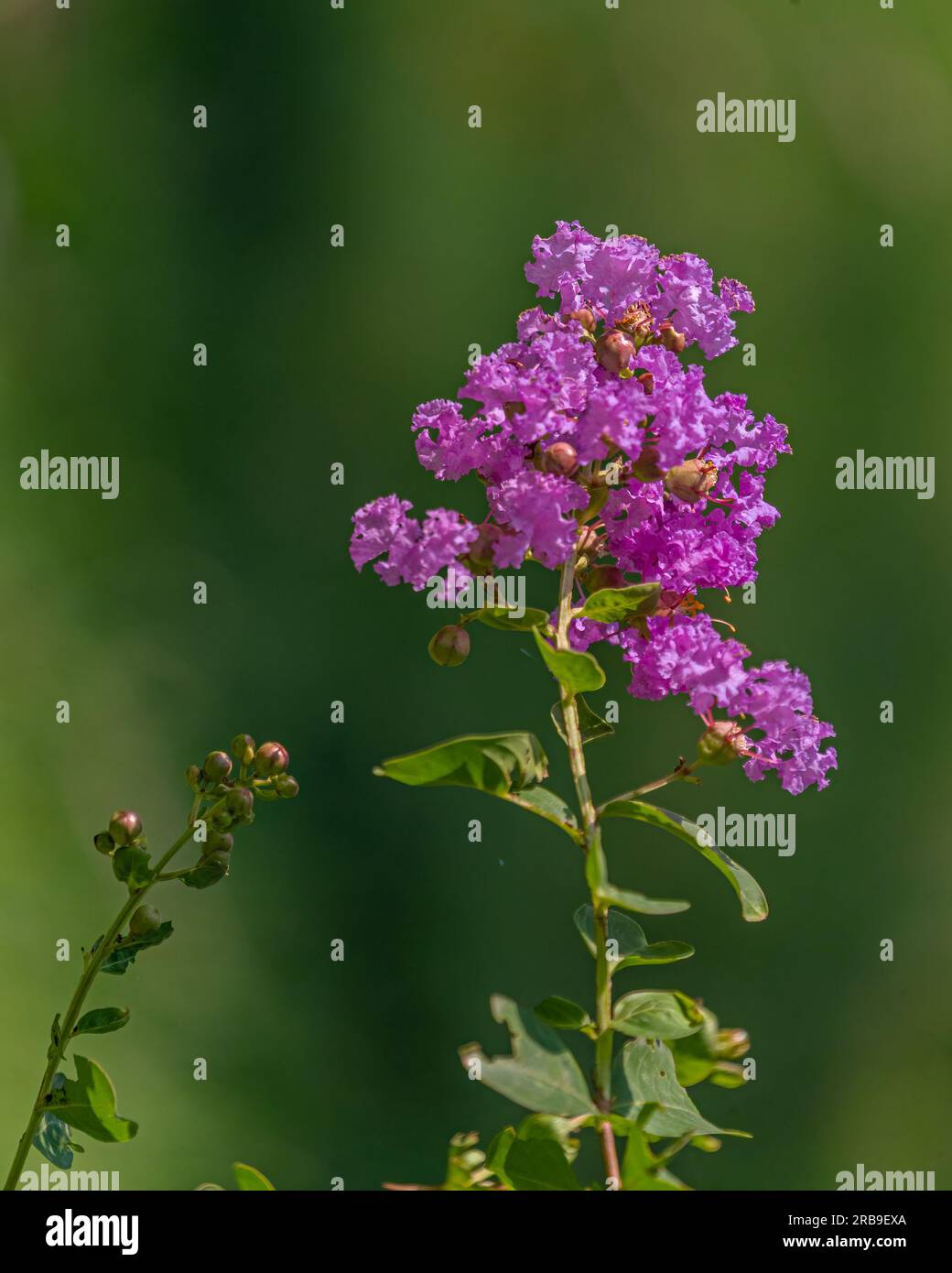 Indian tree seed pods hi-res stock photography and images - Alamy