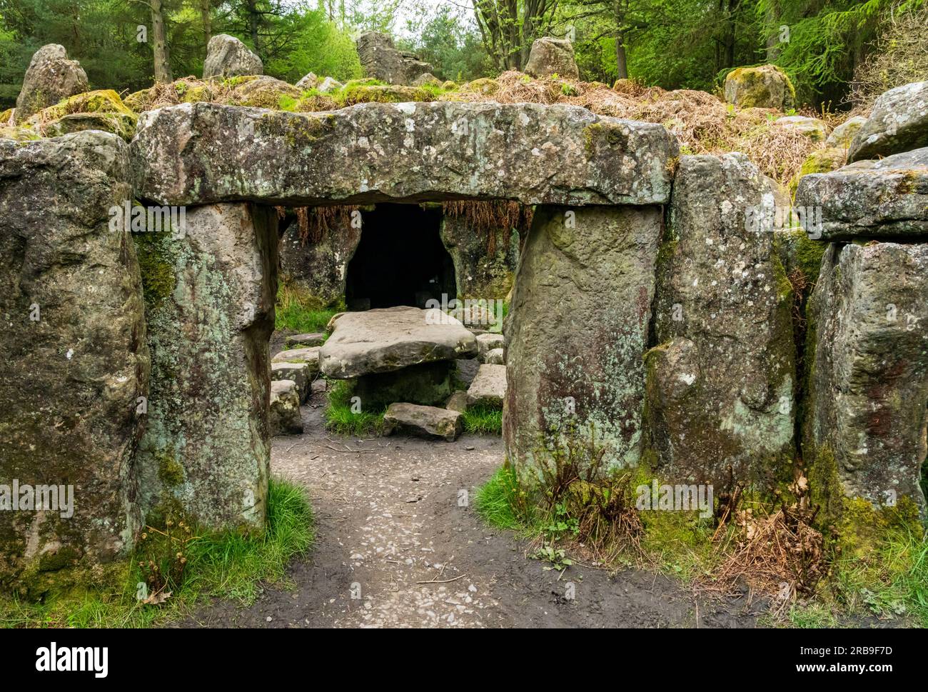 Victorian folly of Druids Plantation with standing stones created in ...