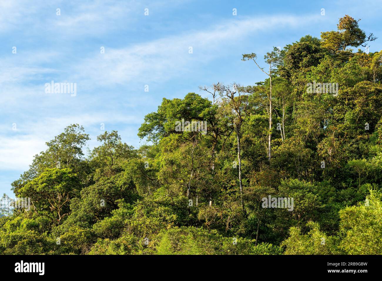 Lush cloud forest vegetation, Mindo Cloud Forest, Ecuador Stock Photo ...