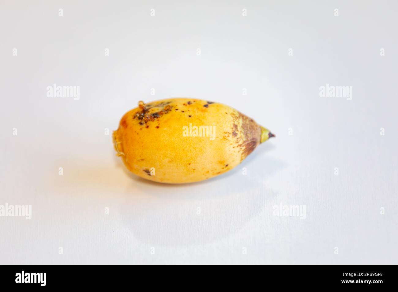 Rare ripe tropical palm fruit of unlocated botanical species. exotic ...