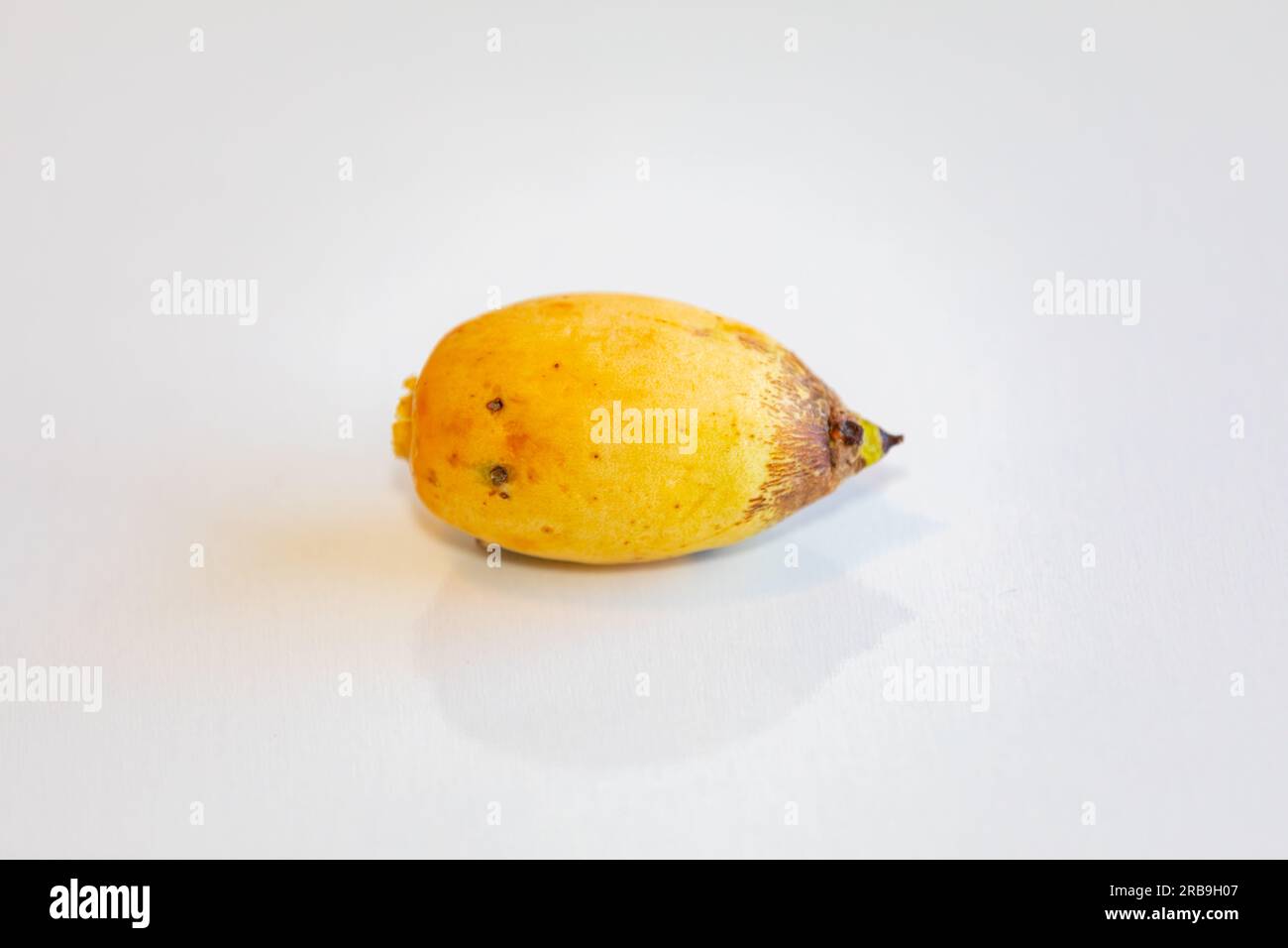 Unlocated botanical species hi-res stock photography and images - Alamy