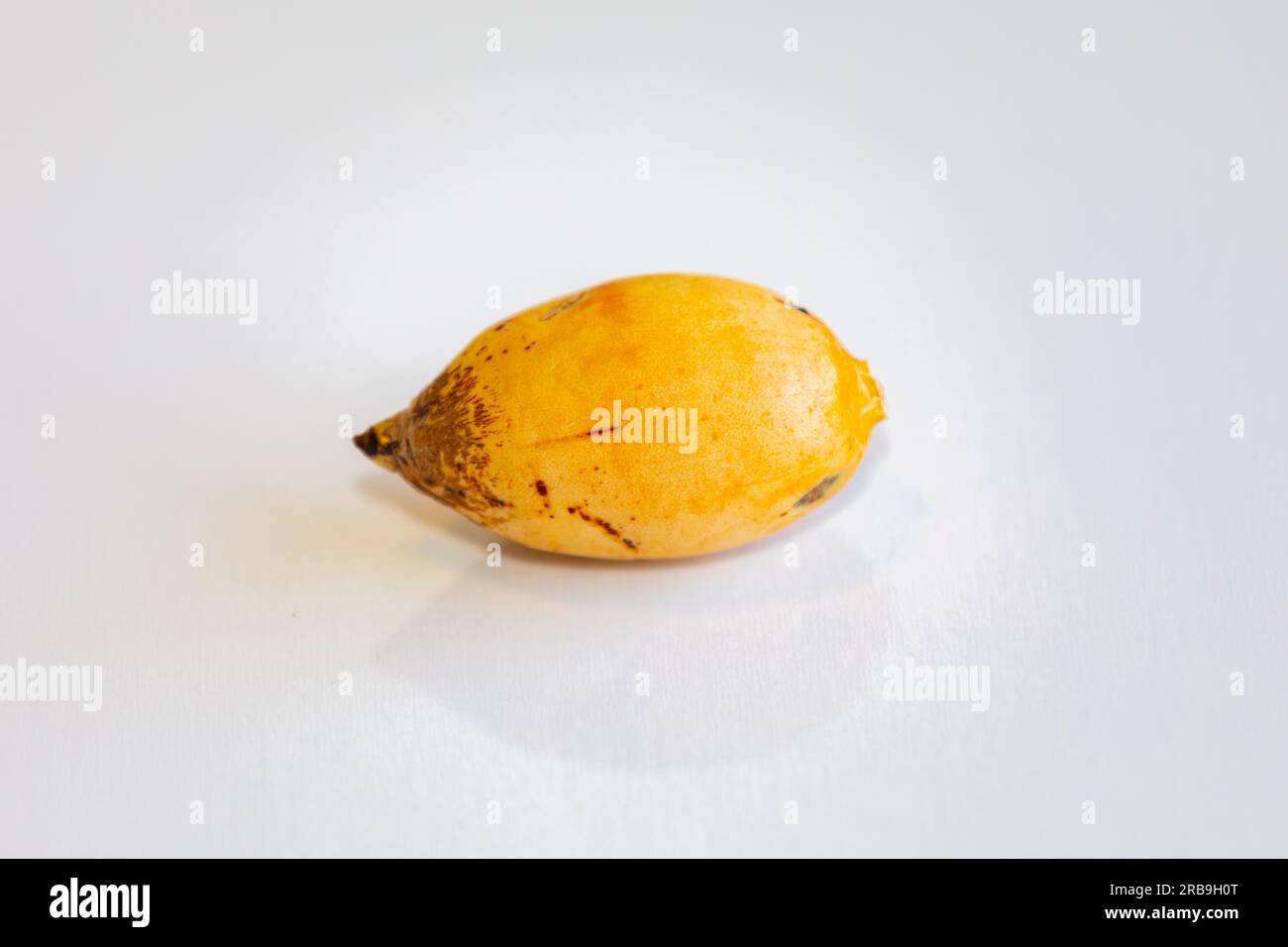 Unlocated botanical species hi-res stock photography and images - Alamy