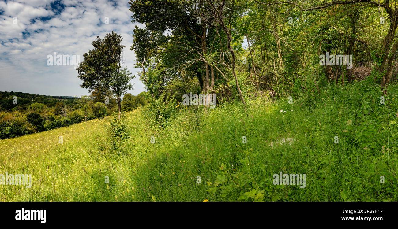 Environmentally important open space landscape in the Surrey Hills Area ...