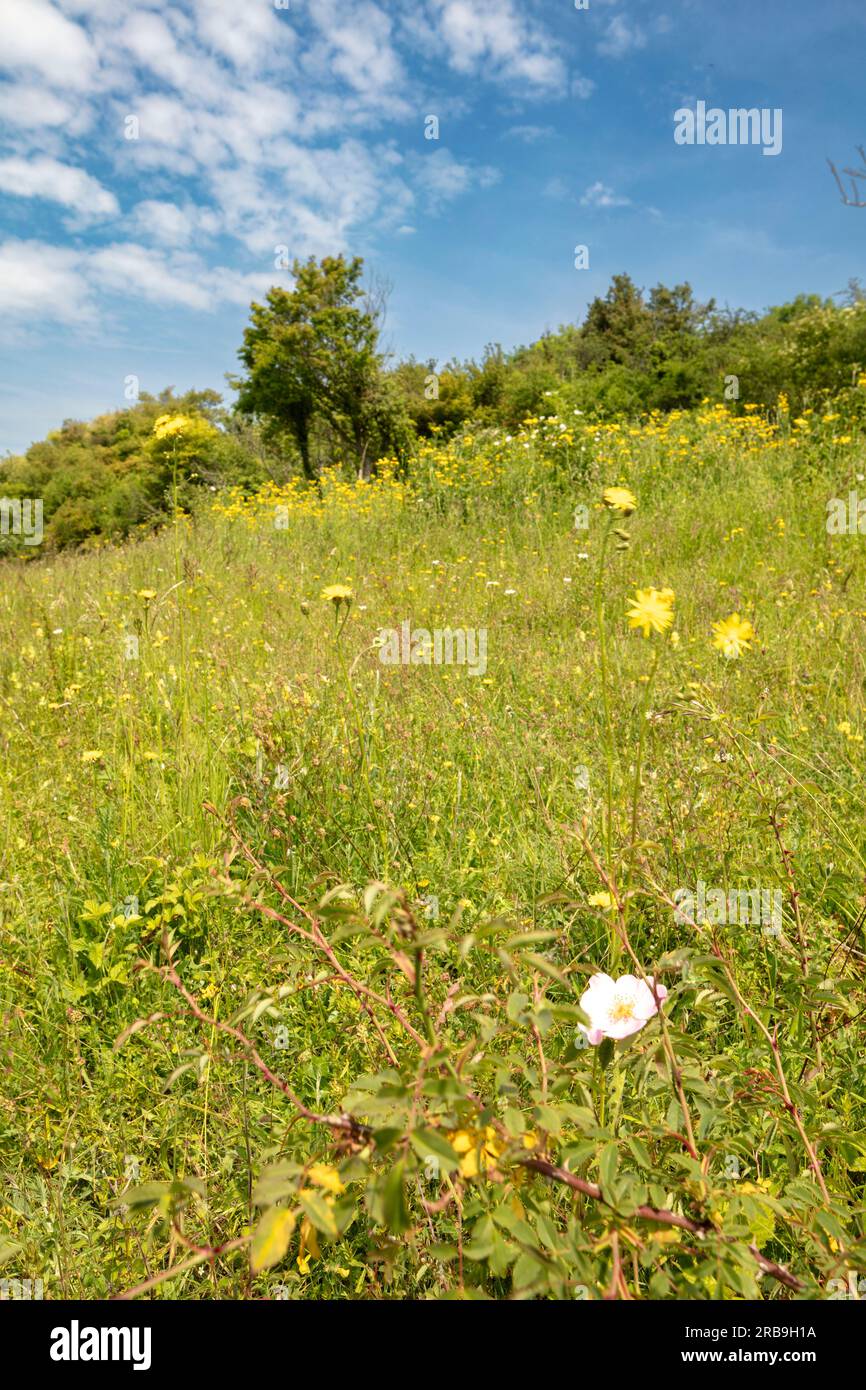 Environmentally important open space landscape in the Surrey Hills Area ...
