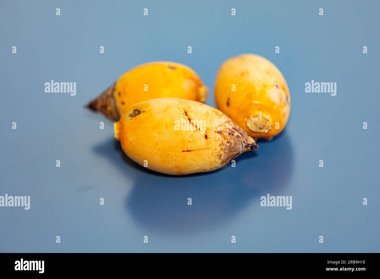 Unlocated botanical species hi-res stock photography and images - Alamy