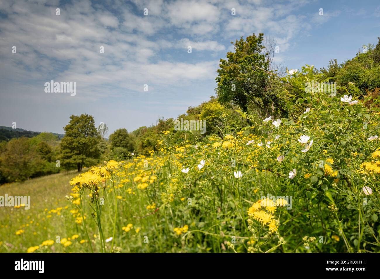 Environmentally important open space landscape in the Surrey Hills Area ...